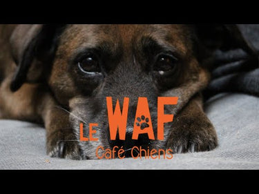 Le Waf Café Chiens
