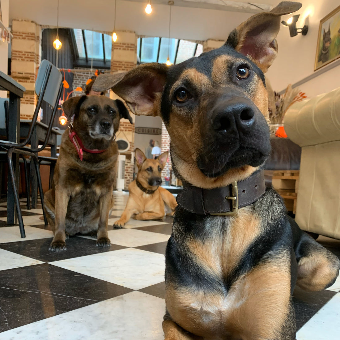 The Waf Café Chiens, located in Lille – Le Waf Café Chiens